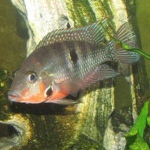 Leopard Bush Fish (Ctenopoma Acutirostre)